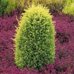 Growing and Caring Tips For Gold Cone Juniper