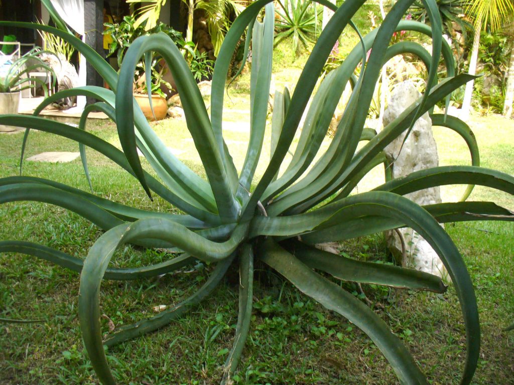 Caring Tips For Octopus Agave