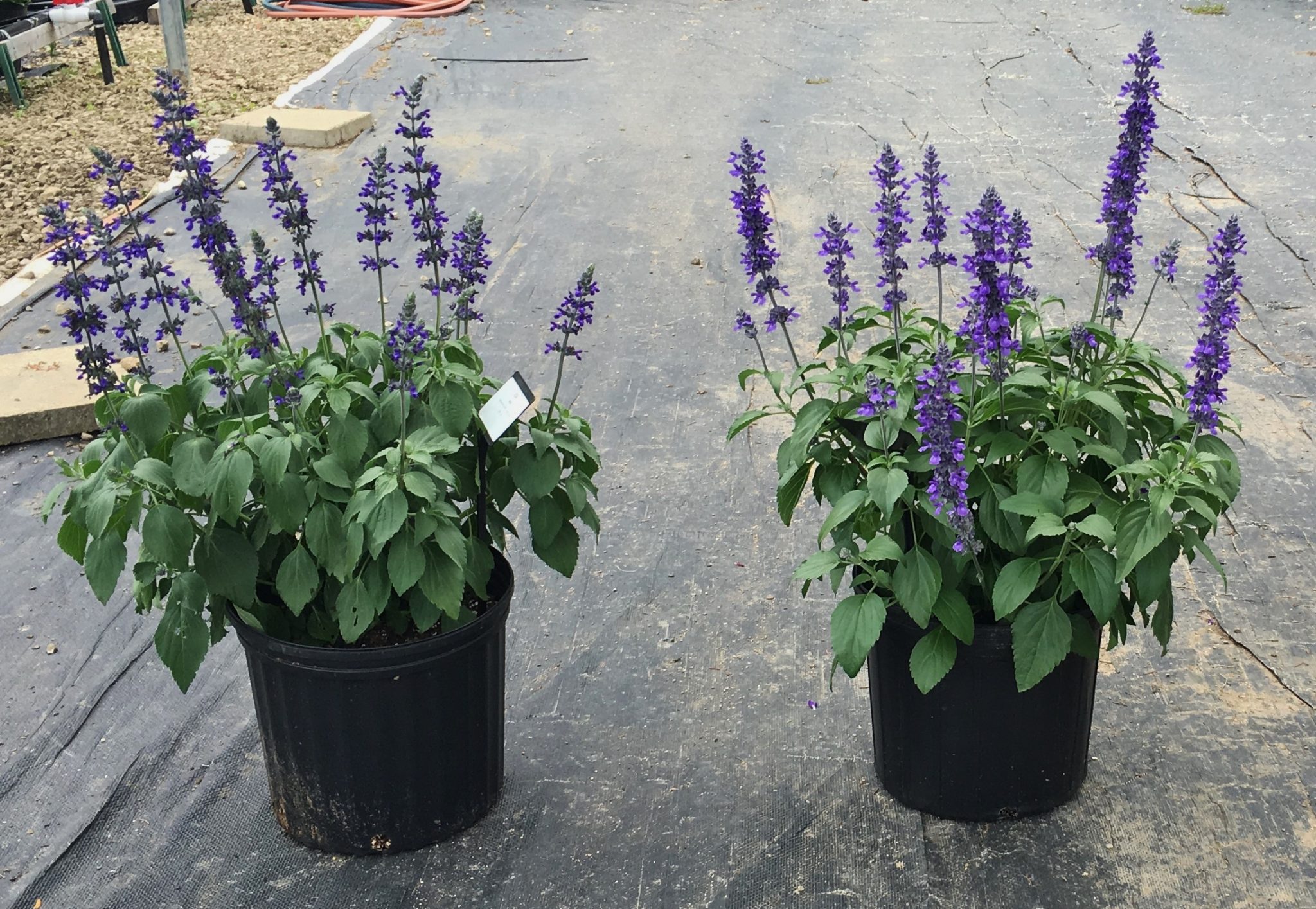 Growing Tips For Salvia Mystic Spire