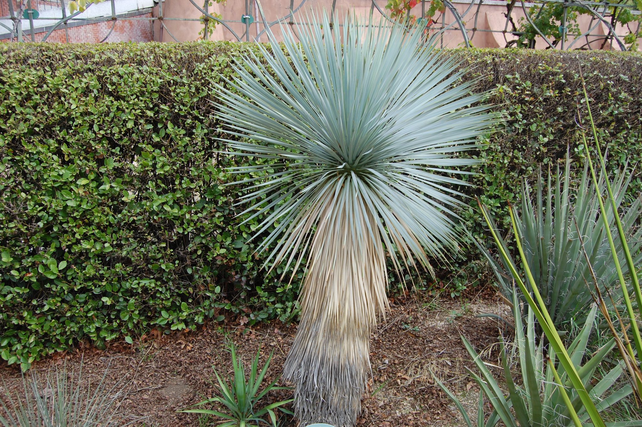 How To Grow and Care Yucca Rostrata Tree