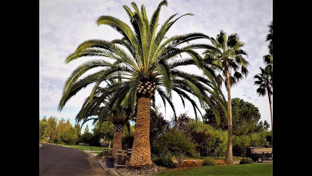 Caring Tips For Canary Palm Tree