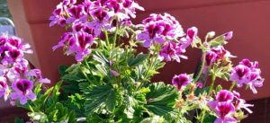 Citronella Geranium | Mosquito plant | Citrosa | scented geranium