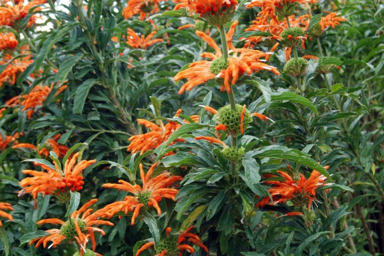 Leonotis leonurus | Lion Ear