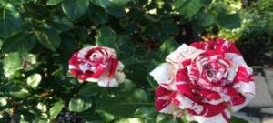 Neil Diamond Rose Care And Growing Guide