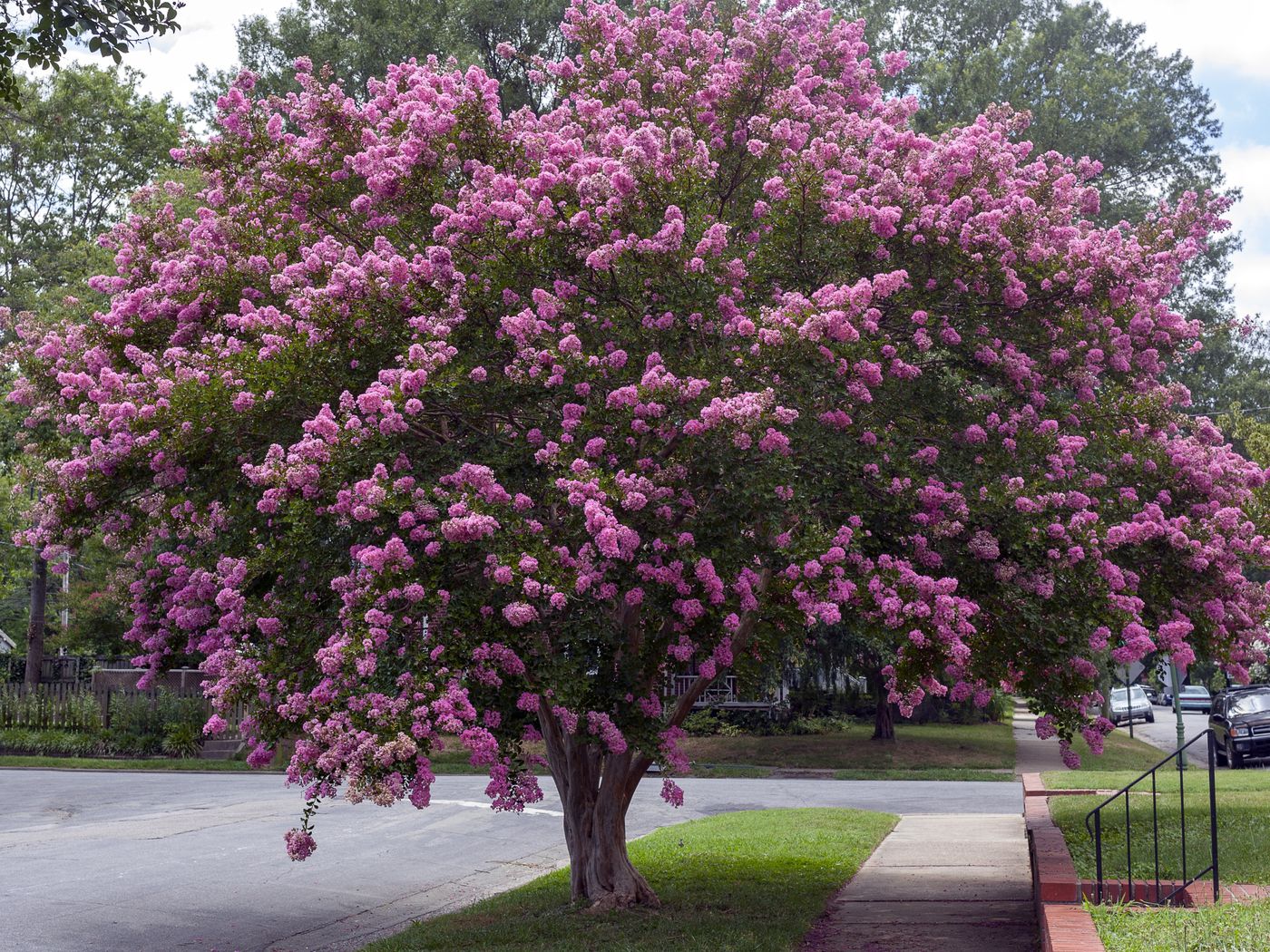 15 Tree With Purple Leaves