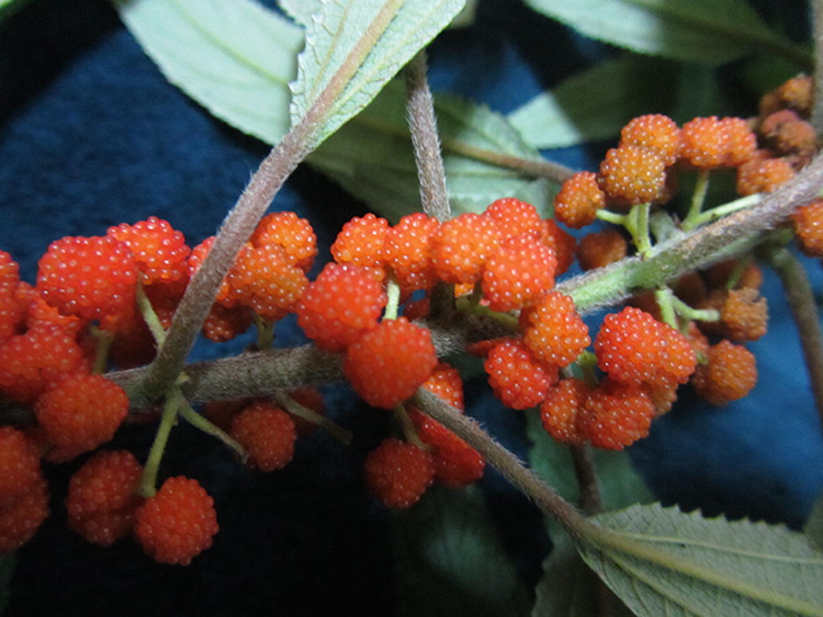16 Plants For Mediterranean Garden