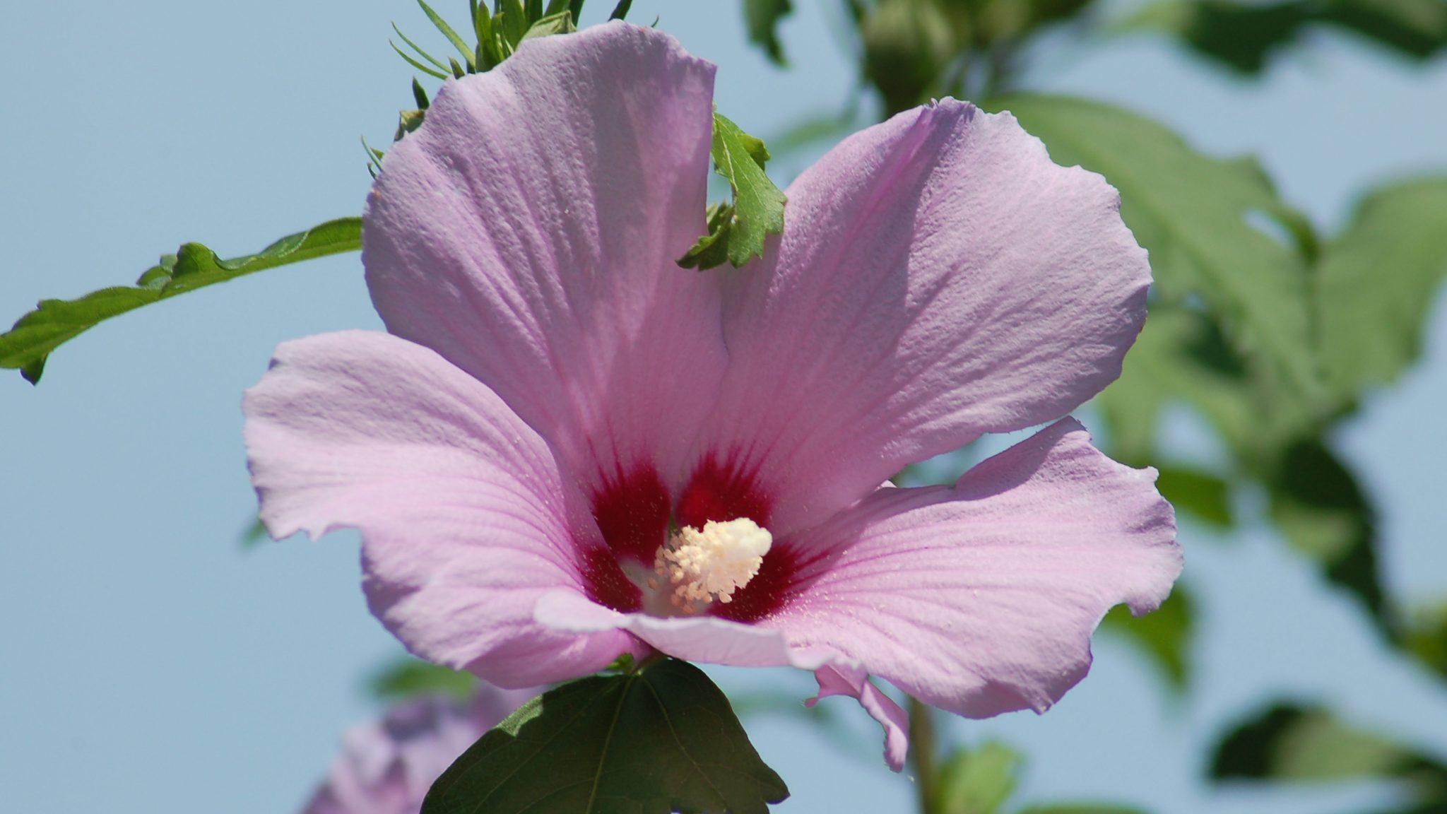 Hibiscus Syriacus Care And Growing Guide