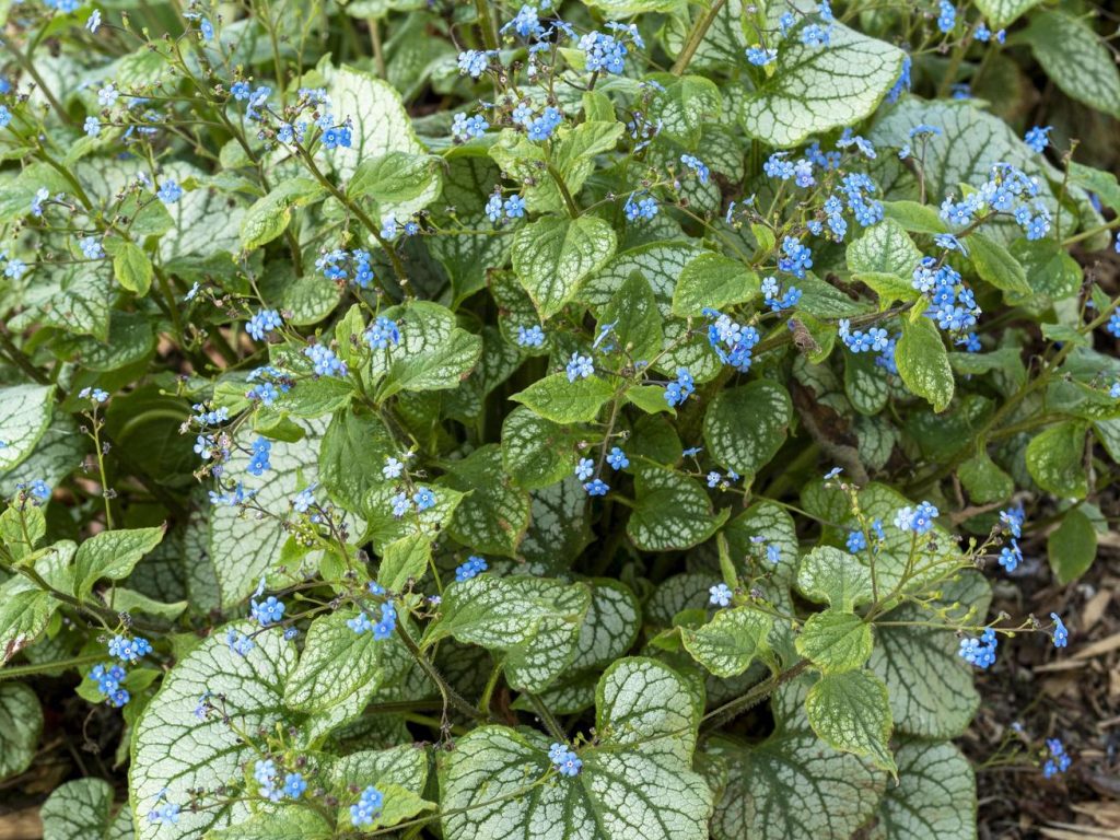 Brunnera Macrophylla Care And growing Tips